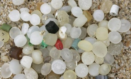 "Earthworms of the sea" are being harmed by micro-plastic pollution ...